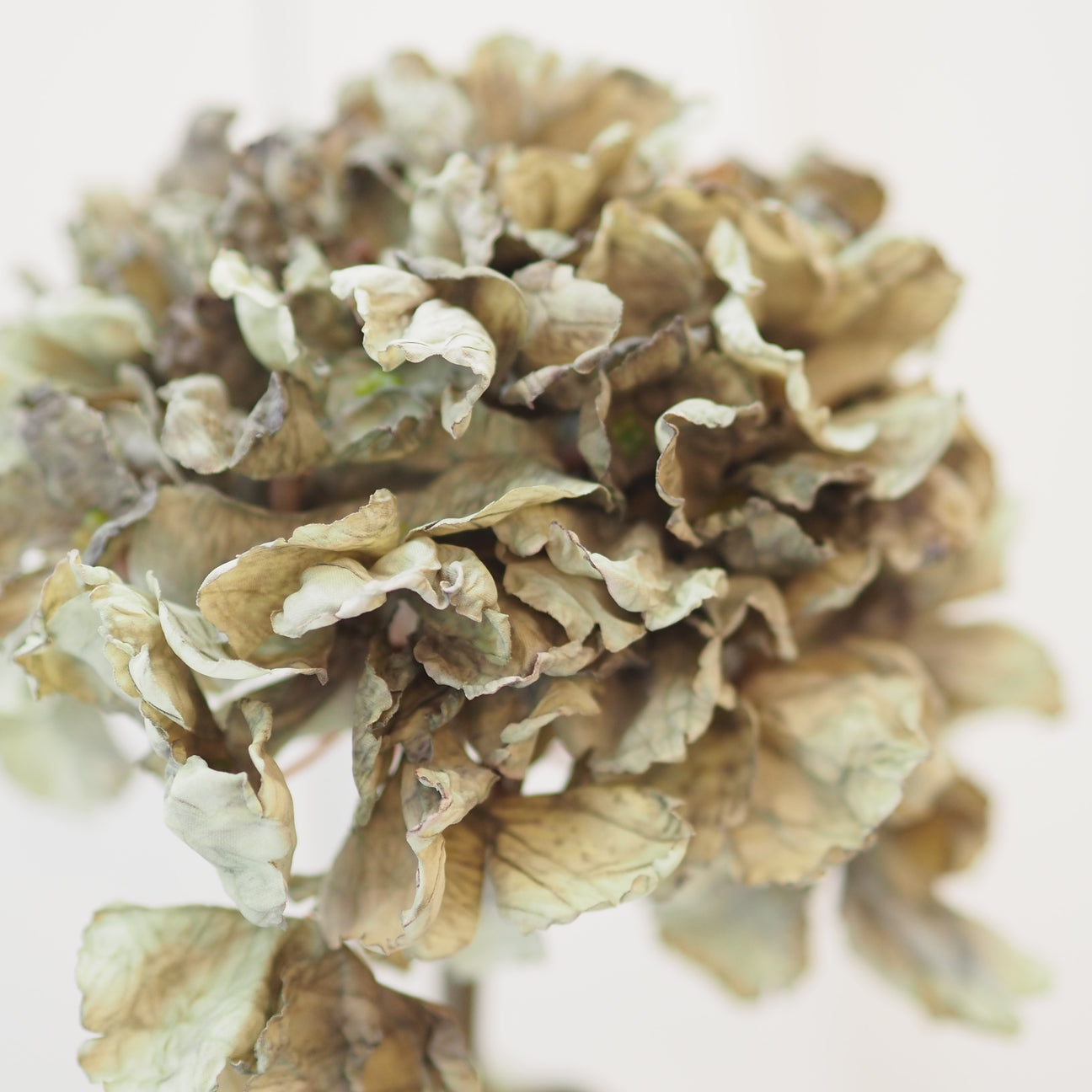 Faux Dried Look Green Hydrangea Stem – Dot and Blush